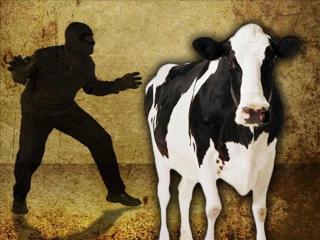 Two men arrested for stealing cattle - BreezyNews.com - Kosciusko News 24/7