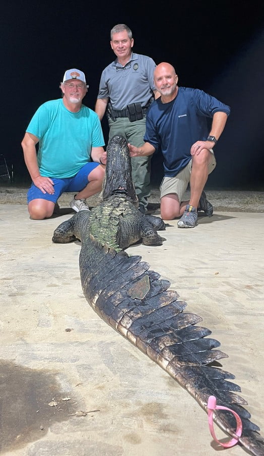 100-Year-Old Alligator in Mississippi? Maybe - BreezyNews.com ...