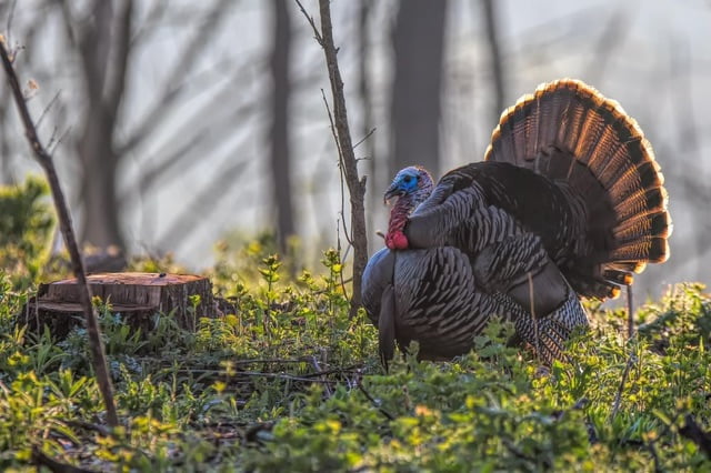 National Wild Turkey Federation banquet set for March 22 - BreezyNews ...
