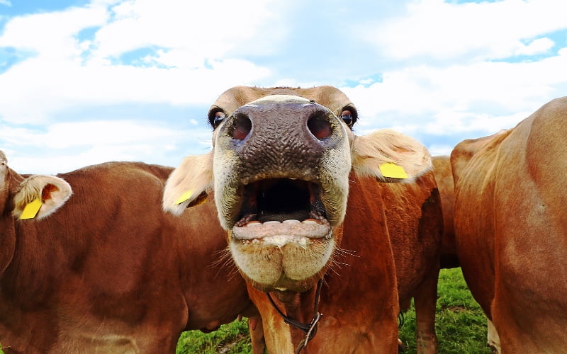 Multiple fires, many crashes, and even a mad cow Monday in Attala ...