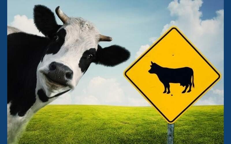 Pitbulls Reported Chasing People; Unrelated Cow Trouble - BreezyNews ...